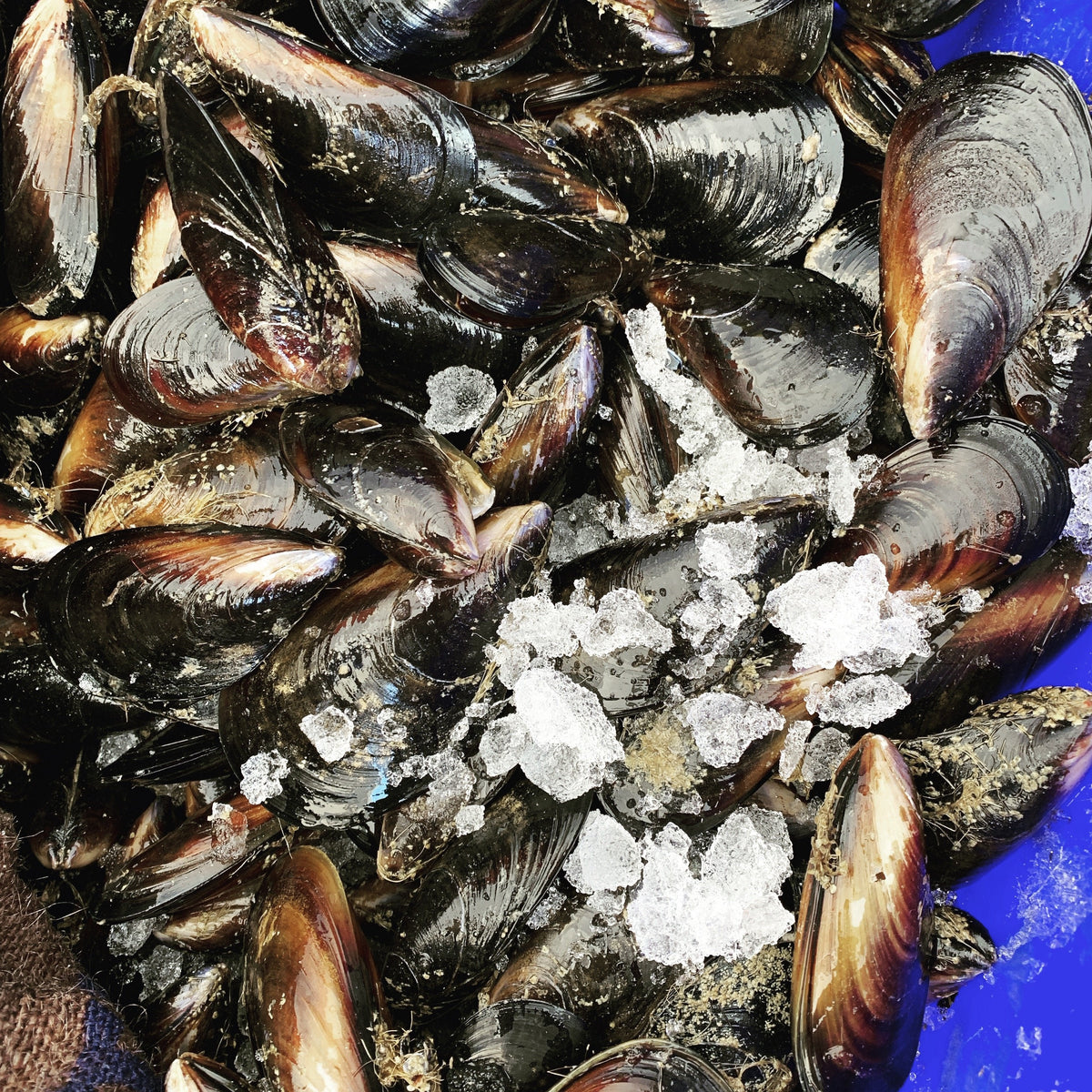 Fresh Mussels for Sale | Buy Mussels Online | Gem Pier Seafood