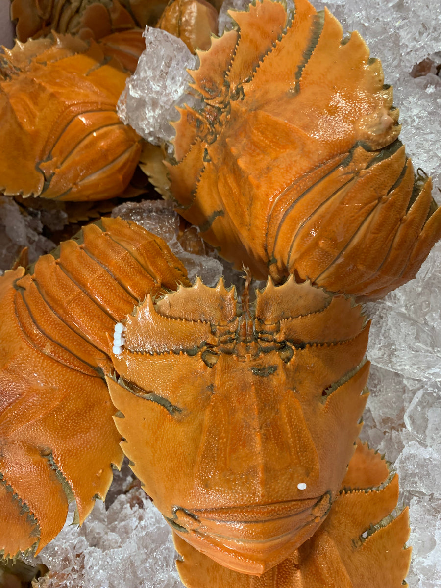 XL Morton Bay Bugs - COOKED – Gem Pier Seafood