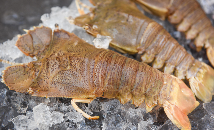 Morton Bay Bugs - XL uncooked – Gem Pier Seafood